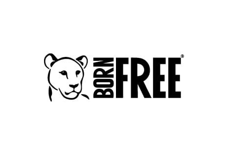 NSPCC - Techosaurus | Different Kettle